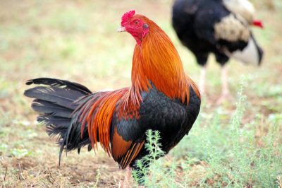 Breed Profile: Cubalaya Chicken - Backyard Poultry